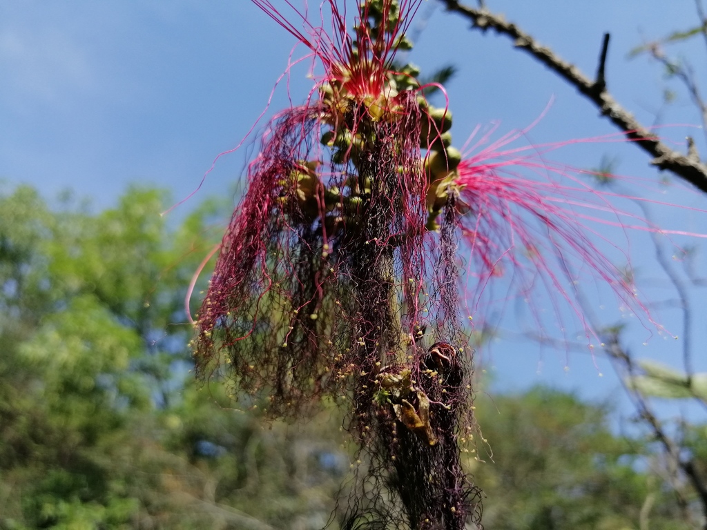 Calliandra houstoniana anomala from Morelia, Mich., México on May 01 ...