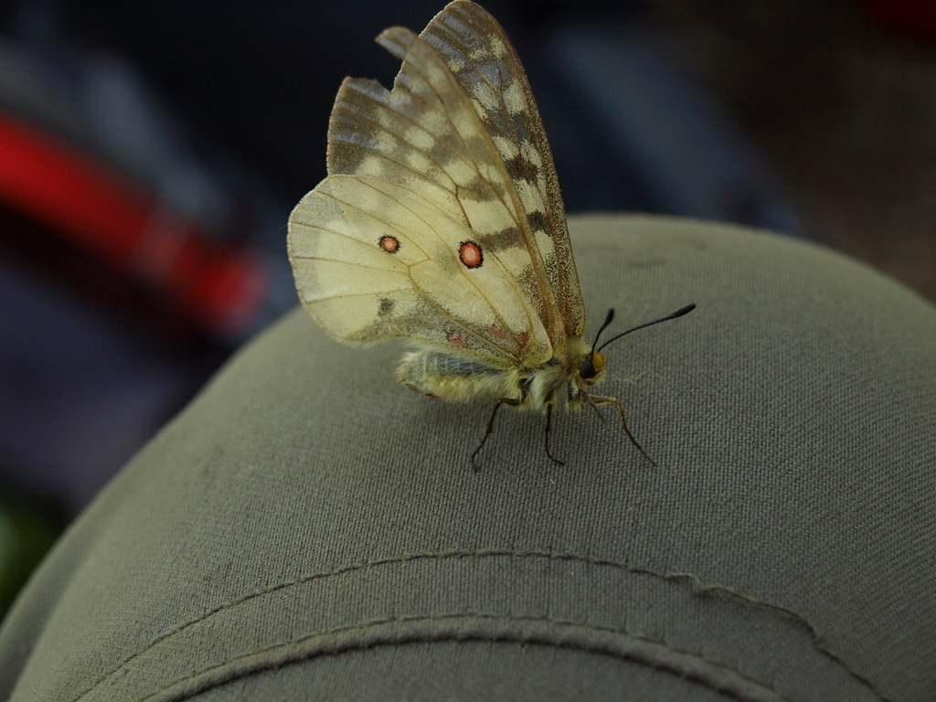 Claudius Parnassian (Oregon Caves National Monument Butterfly Guide 🦋 ...