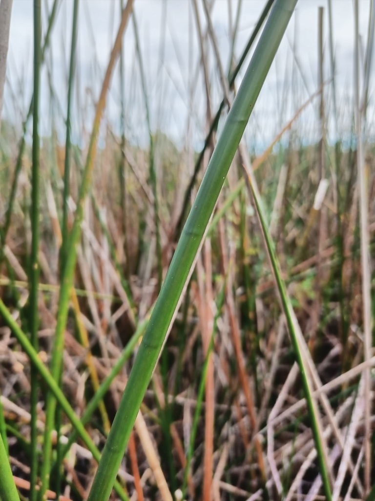 Jointed twig rush from Matatā, New Zealand on May 05, 2022 at 09:26 AM ...