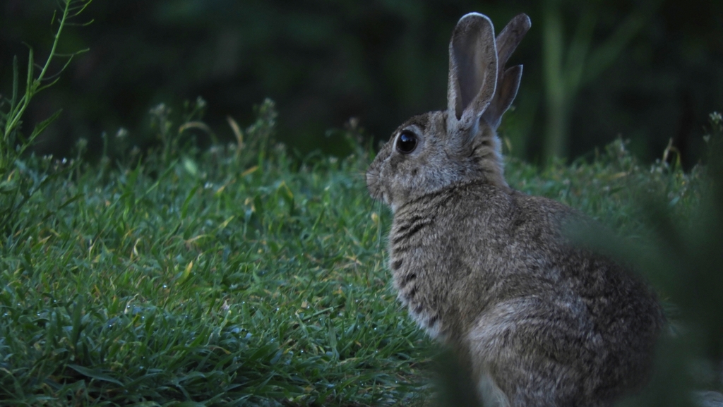 European Rabbit in April 2022 by jmsandicor18 · iNaturalist