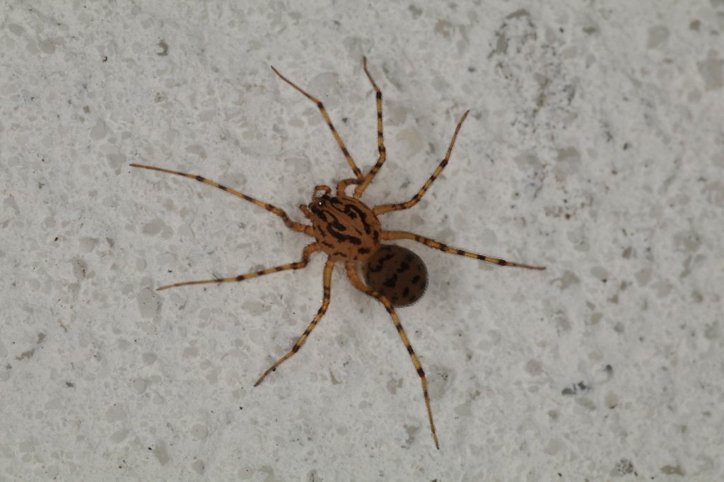 Common Spitting Spider from Fischeraustraße 84, 8051 Graz, Österreich ...