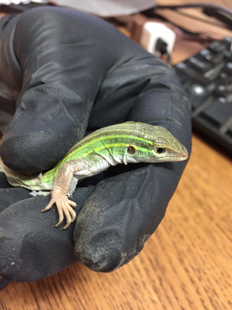 Prairie Racerunner from Levelland, TX 79336, Levelland, TX, US on June ...