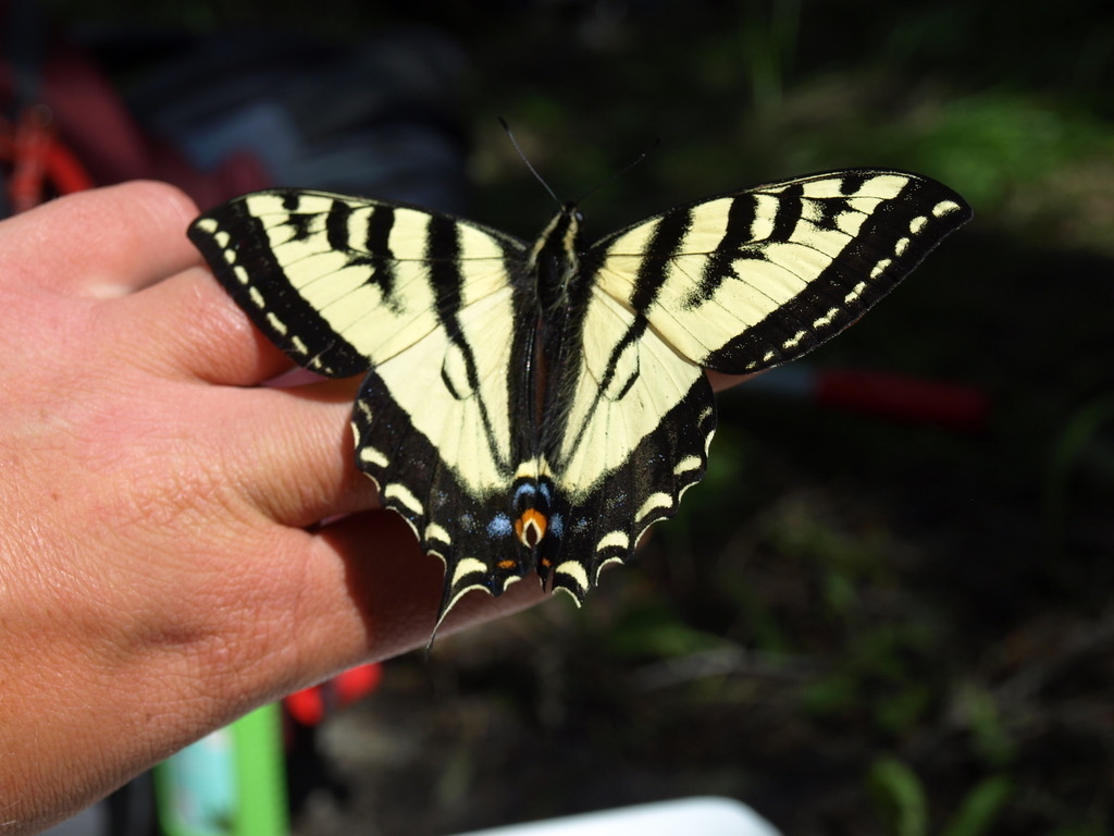 Western Tiger Swallowtail (Oregon Caves National Monument Butterfly ...