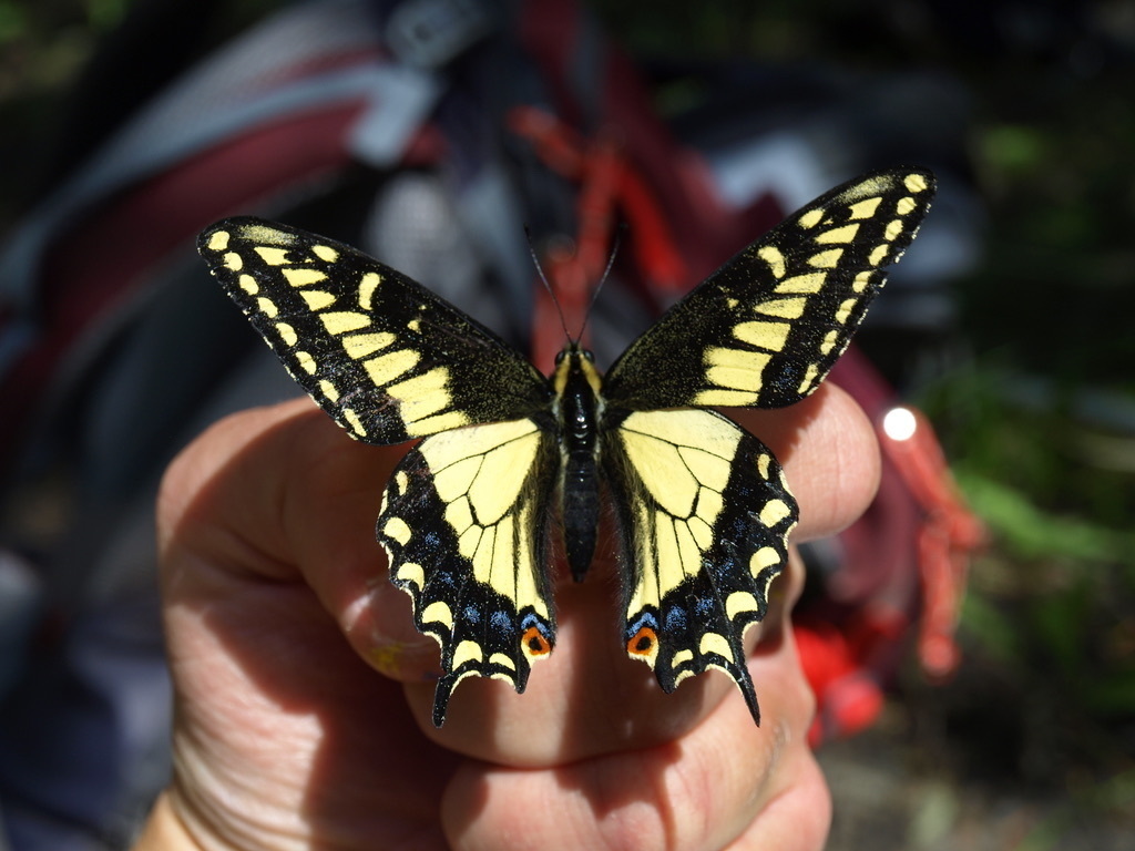 Anise Swallowtail (Oregon Caves National Monument Butterfly Guide 🦋 ...