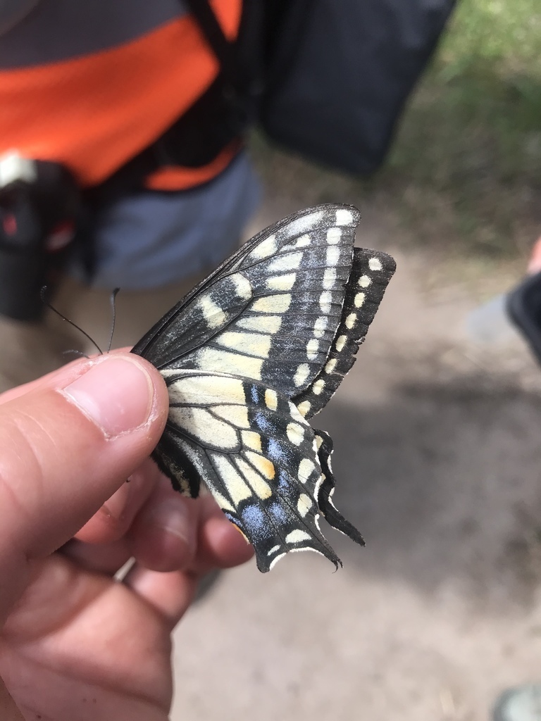 Anise Swallowtail (Oregon Caves National Monument Butterfly Guide 🦋 ...
