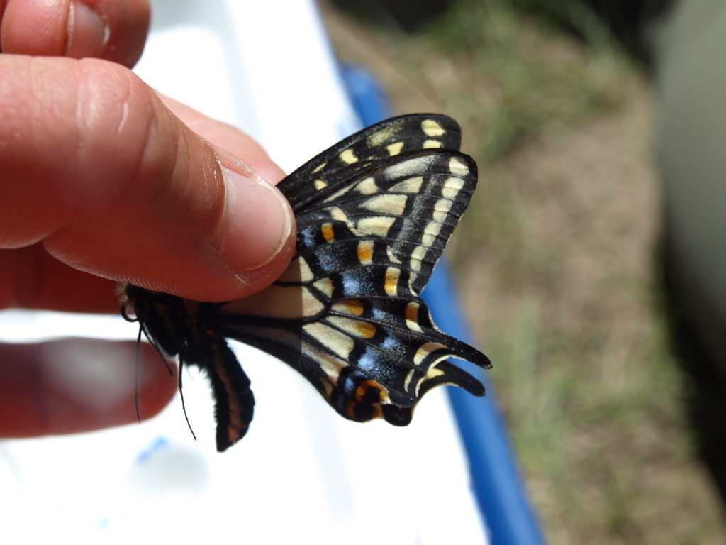 Anise Swallowtail (Oregon Caves National Monument Butterfly Guide 🦋 ...