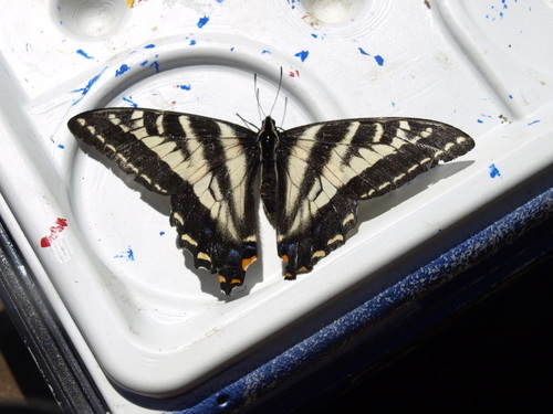 Pale Swallowtail (Oregon Caves National Monument Butterfly Guide 🦋 ...