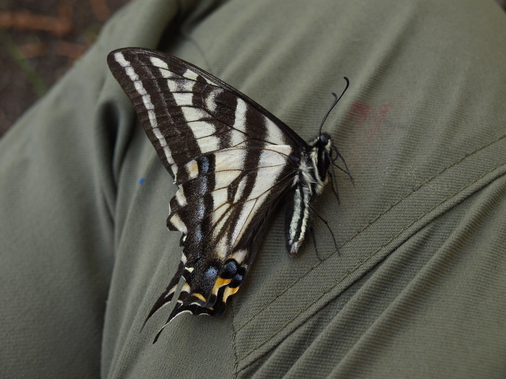 Pale Swallowtail (Oregon Caves National Monument Butterfly Guide 🦋 ...