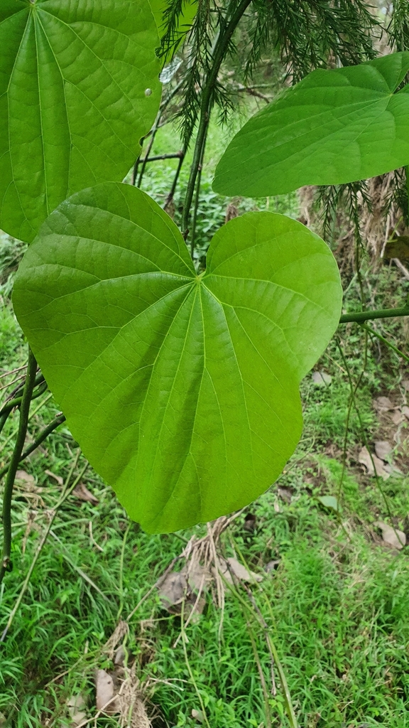 Big-Leaf Vine in April 2022 by Dan · iNaturalist