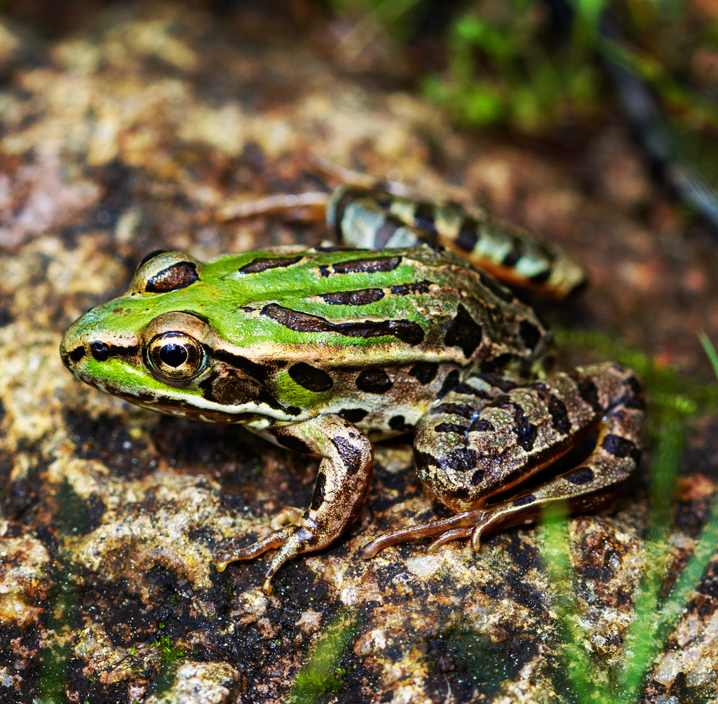 showy leopard frog from Laguna Compila, Huitzilac, MOR, MX on April 28 ...