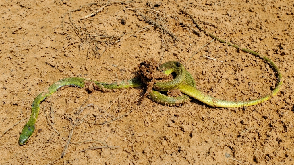 Rough Greensnake from Jacksonville, TX 75766, USA on May 01, 2022 at 11 ...