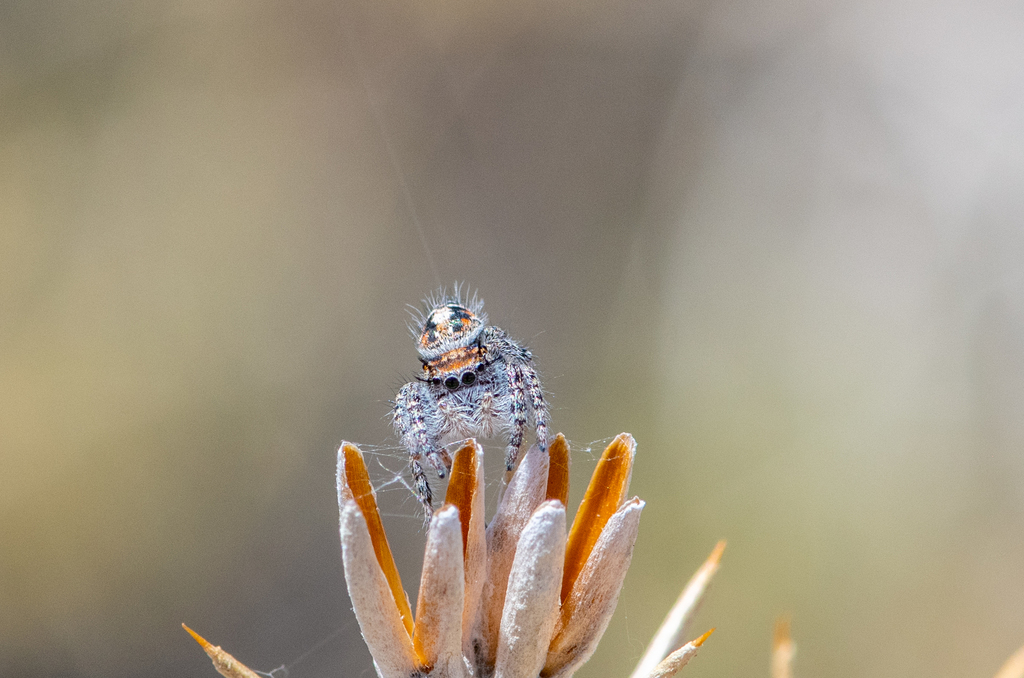 Hairy Tufted Jumping Spider from Los Angeles County, CA, USA on May 3 ...