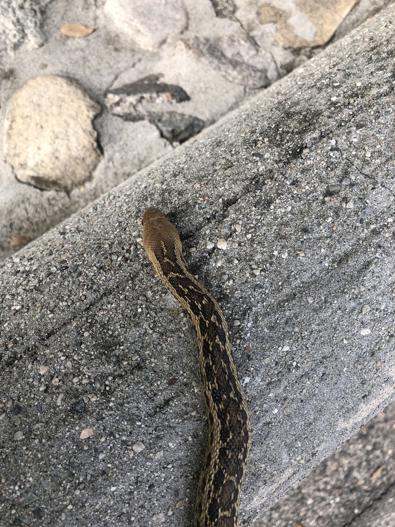 Gopher Snake from W Colorado Blvd, Pasadena, CA, US on May 02, 2022 at ...