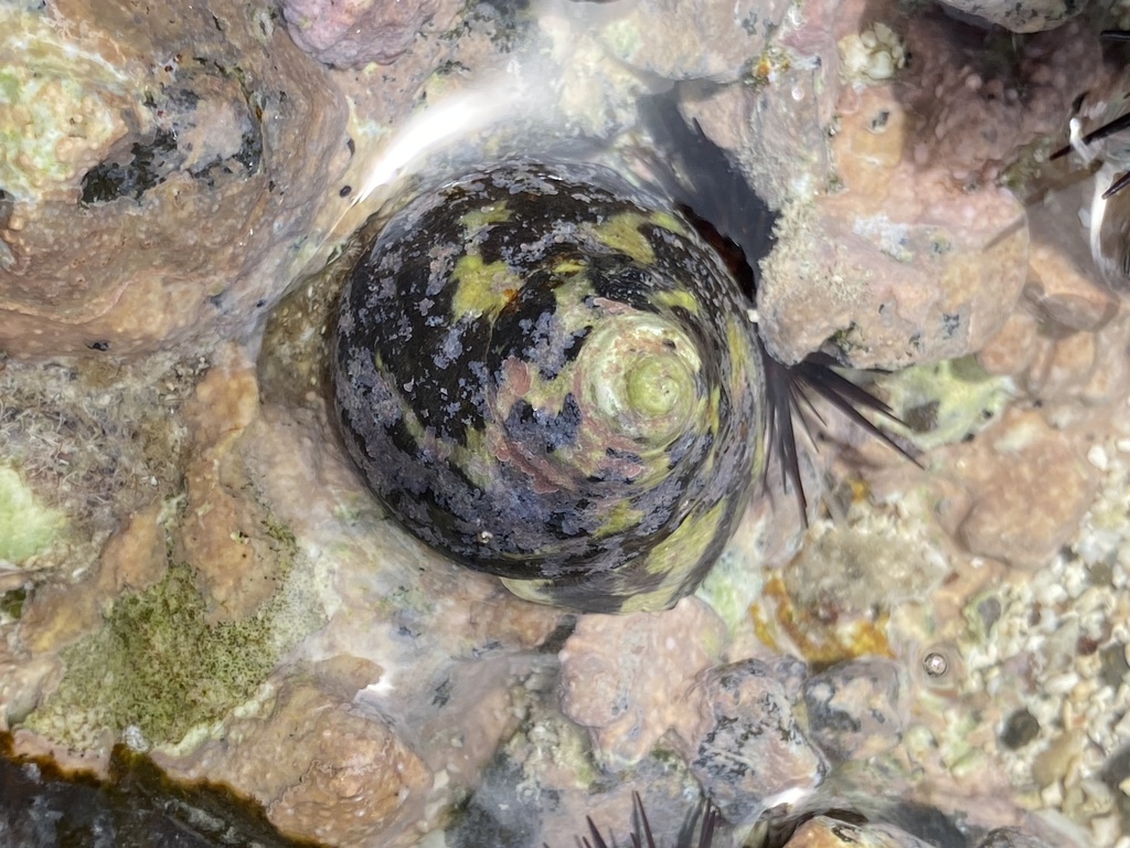 West Indian Top Shell from Canal de Luis Peña, Puerto Rico, US on May ...