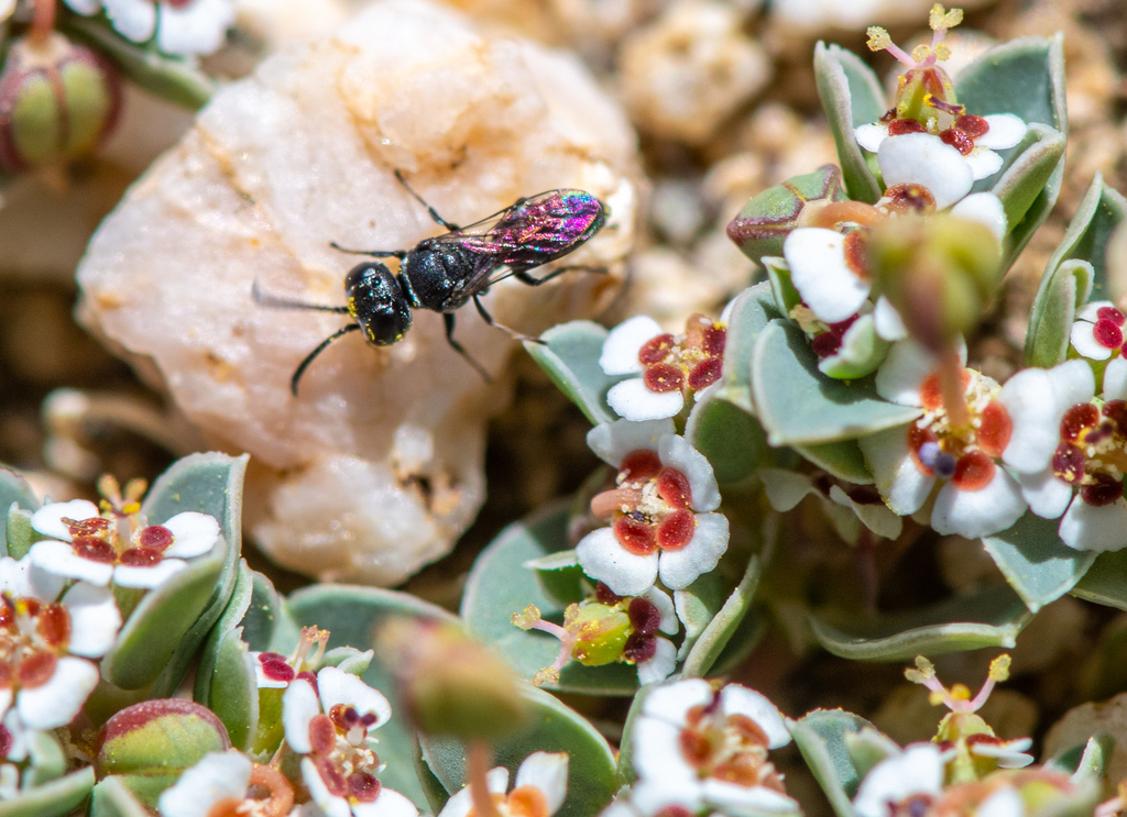 Bees and Apoid Wasps from Los Angeles County, CA, USA on May 03, 2022 ...