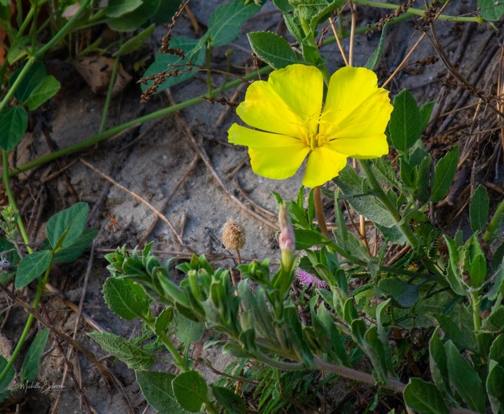 beach evening-primrose from Apffel Park, Galveston, TX, US on June 07 ...