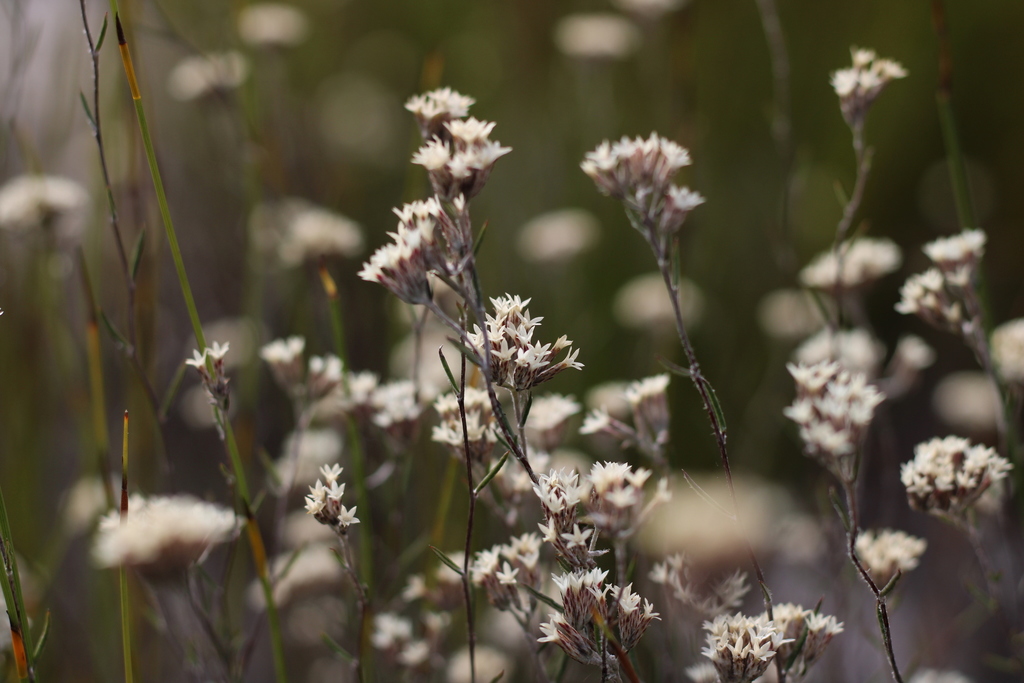 Flats Blombush from Greater Chatsworth, Malmesbury, South Africa on ...