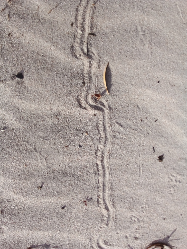 Sepidiini from Greater Chatsworth, Malmesbury, South Africa on April 29 ...