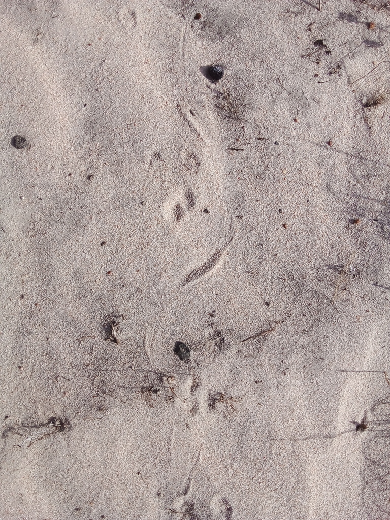 Snakes from Greater Chatsworth, Malmesbury, South Africa on April 29 ...