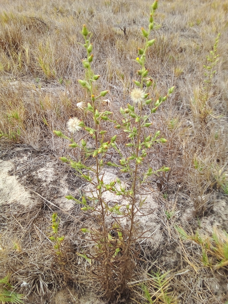 Stinkwort from Greater Chatsworth, Malmesbury, South Africa on April 29 ...