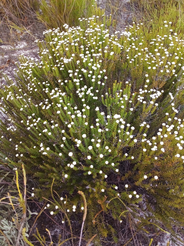 Heath Hardleaf from Greater Chatsworth, Malmesbury, South Africa on ...