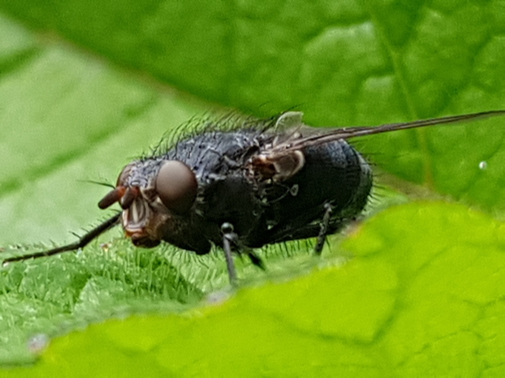 Bot Flies, Blow Flies, and Allies from Acton, Wrexham, UK on May 4 ...