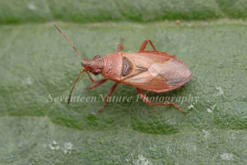 Sinorsillus piliferus · NaturaLista Colombia