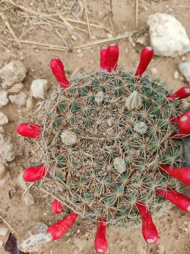 little nipple cactus from Grape Creek, TX 76901, USA on May 5, 2022 at ...