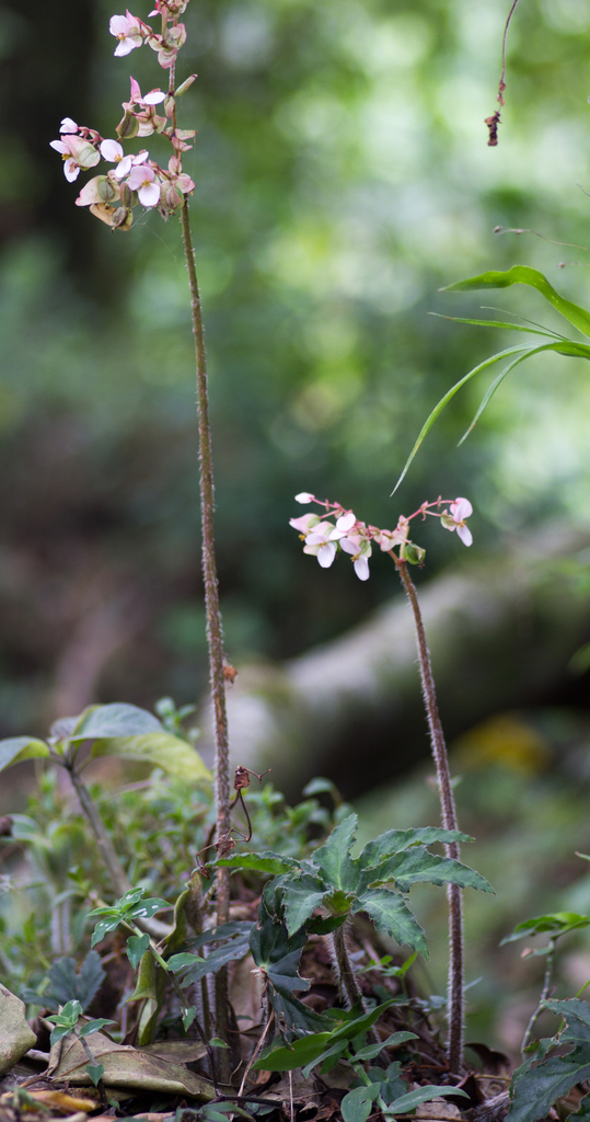 Star Begonia from Orizaba on April 29, 2012 by Anne · iNaturalist