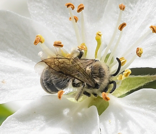 Bees from Mason County, IL, USA on May 4, 2022 at 03:32 PM by Angella ...