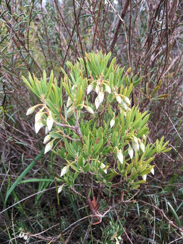 Genus Conostephium · iNaturalist