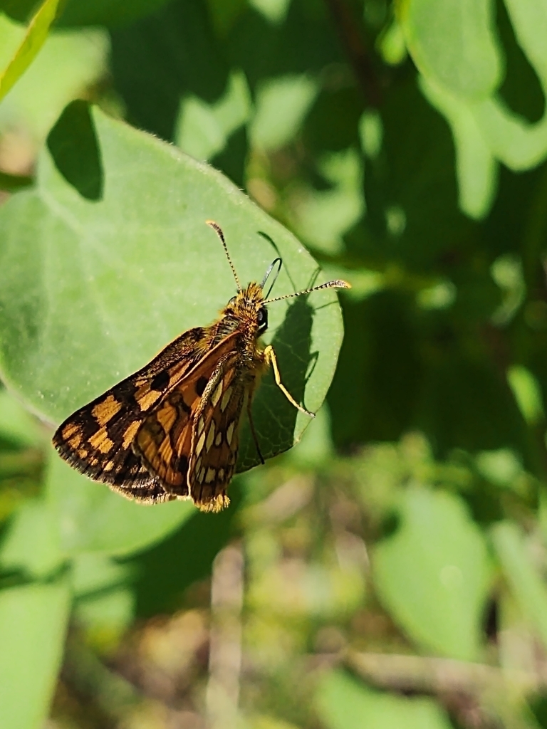 Western Arctic Skipper (Oregon Caves National Monument Butterfly Guide ...
