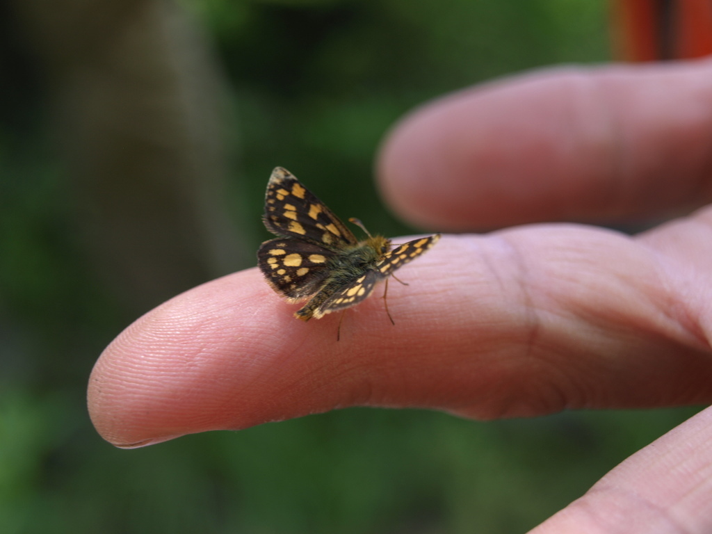 Western Arctic Skipper (Oregon Caves National Monument Butterfly Guide ...