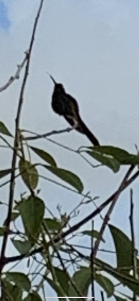 Swallow-tailed Hummingbird from SQSW 101 Bloco I, Brasília, DF, BR on ...