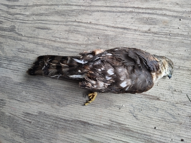 Sharp-shinned Hawk from Beachville, ON N0J 1A0, Canada on May 5, 2022 ...