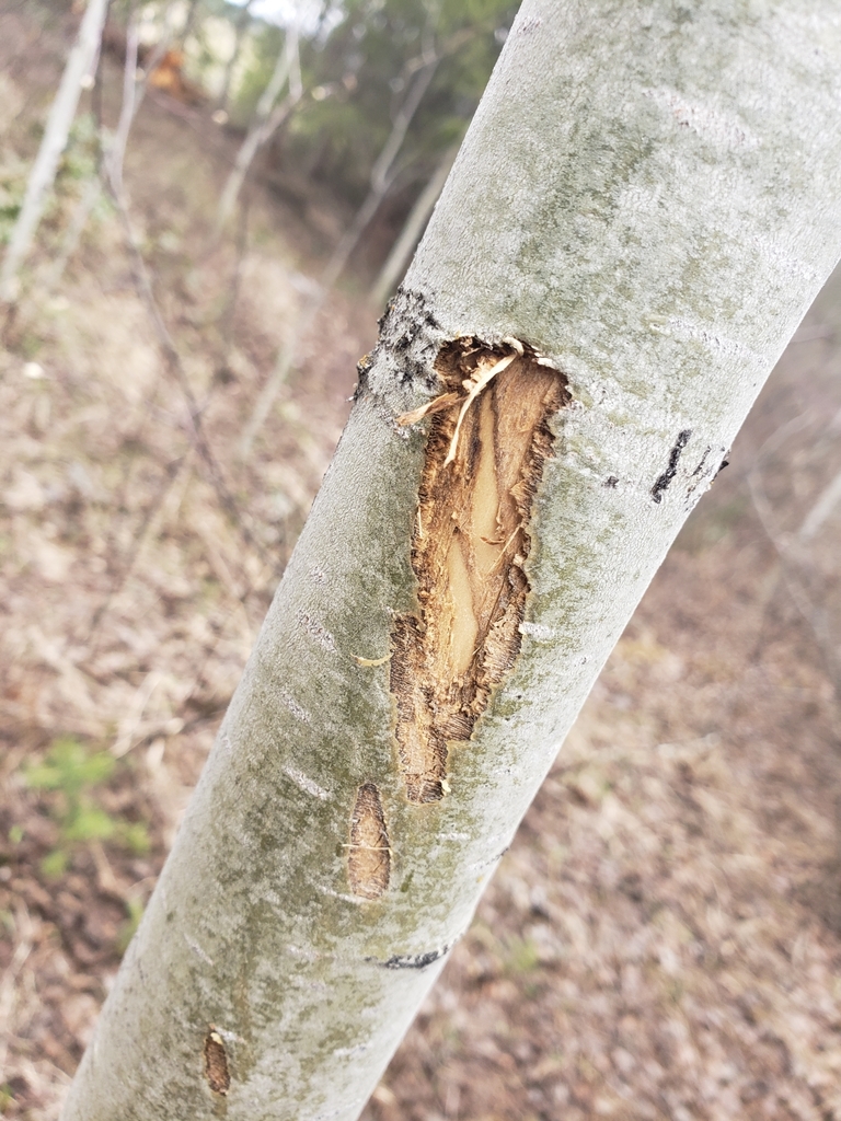 Moose in May 2022 by Galen Seilis. Moose chewing marks. Foreground ...