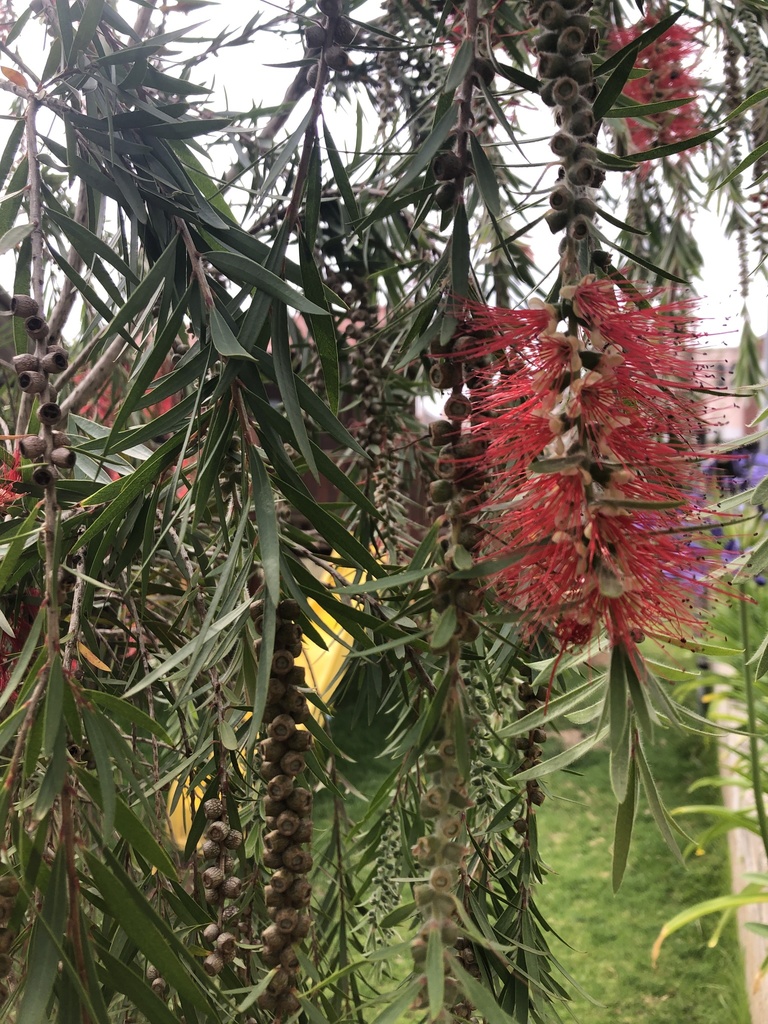 weeping bottlebrush from Patzún, GT-CM, GT on May 5, 2022 at 08:31 AM ...