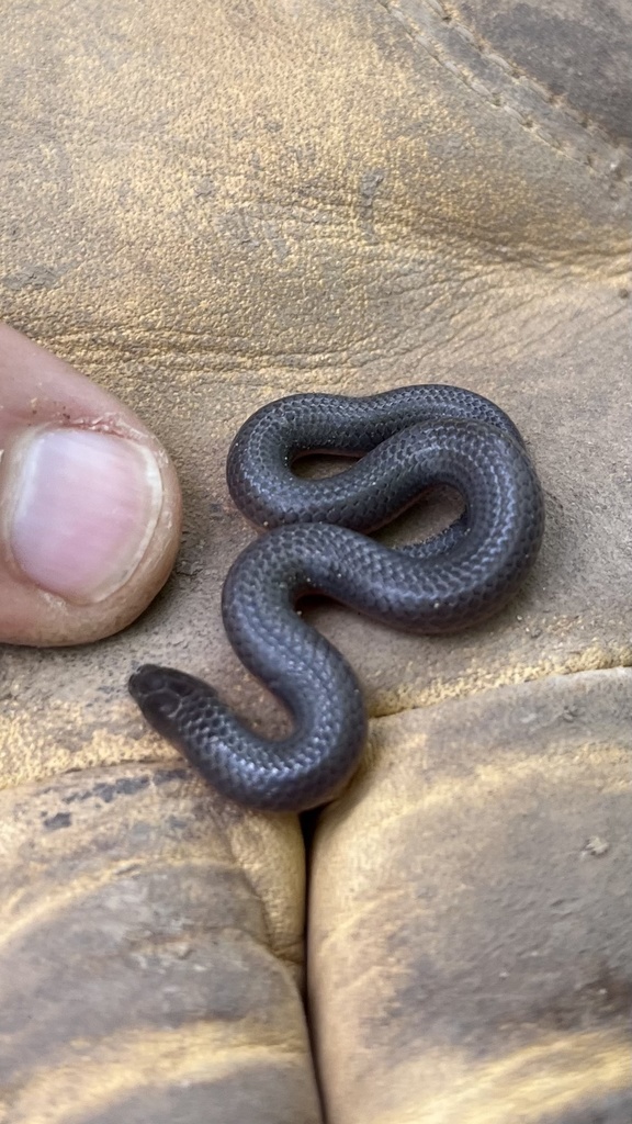 Eastern Worm Snake from Dyke on May 05, 2022 at 05:29 PM by C Woods ...
