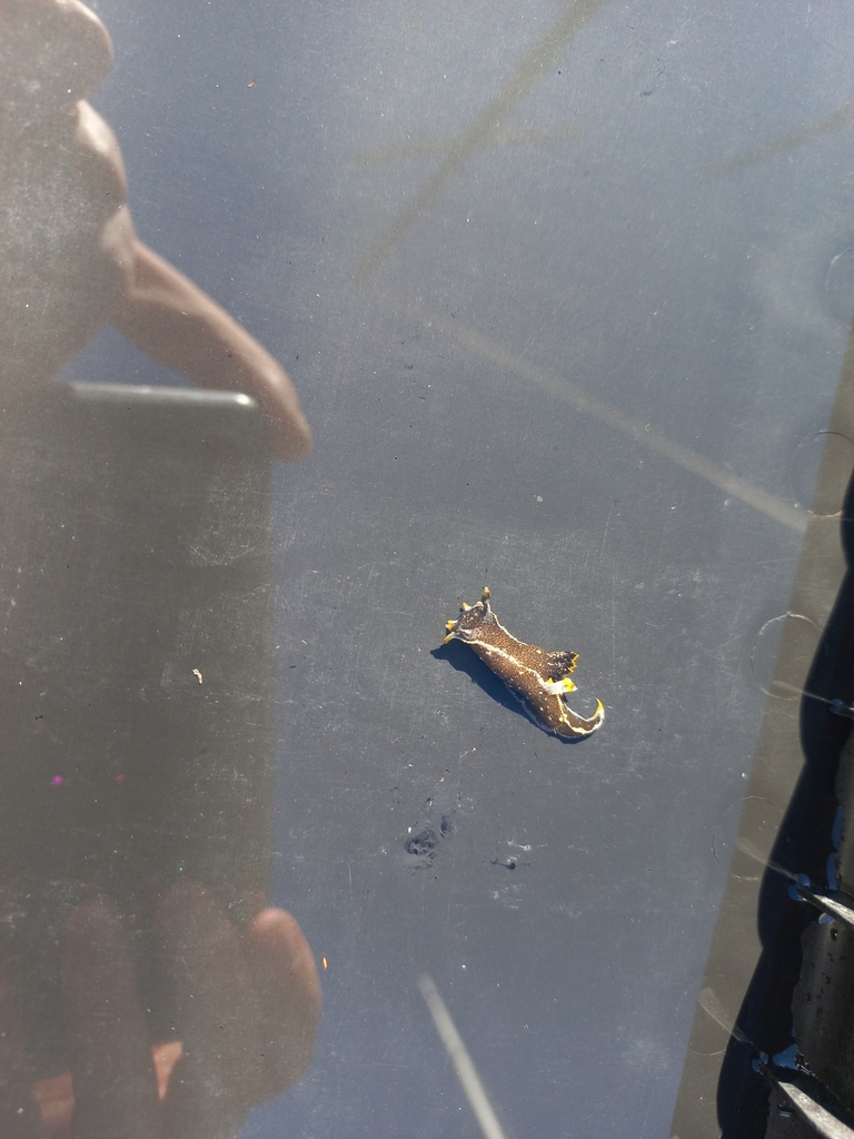 Hedgpeth's Dorid from 3554851, Lyttelton 8082, New Zealand on May 6 ...