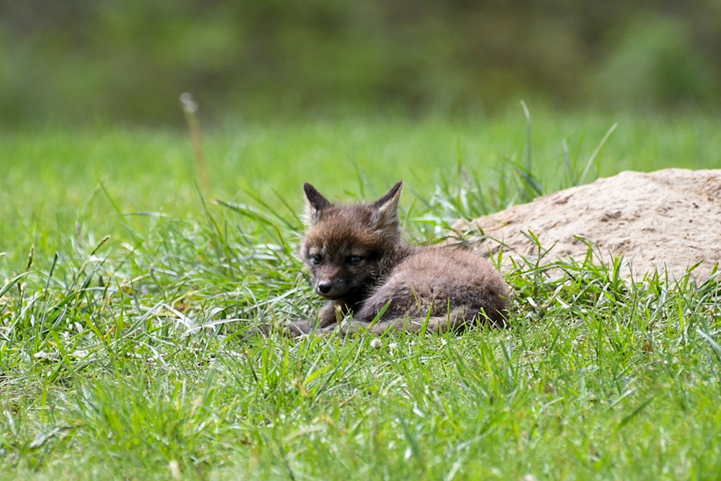 Red Fox from Great Swamp National Wildlife Refuge, New Vernon, NJ, US ...