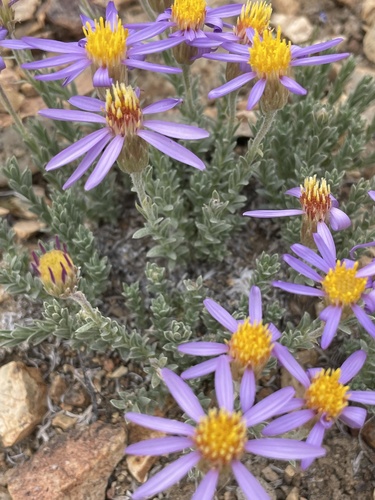 Lava Aster (Ionactis alpina) · iNaturalist Guatemala