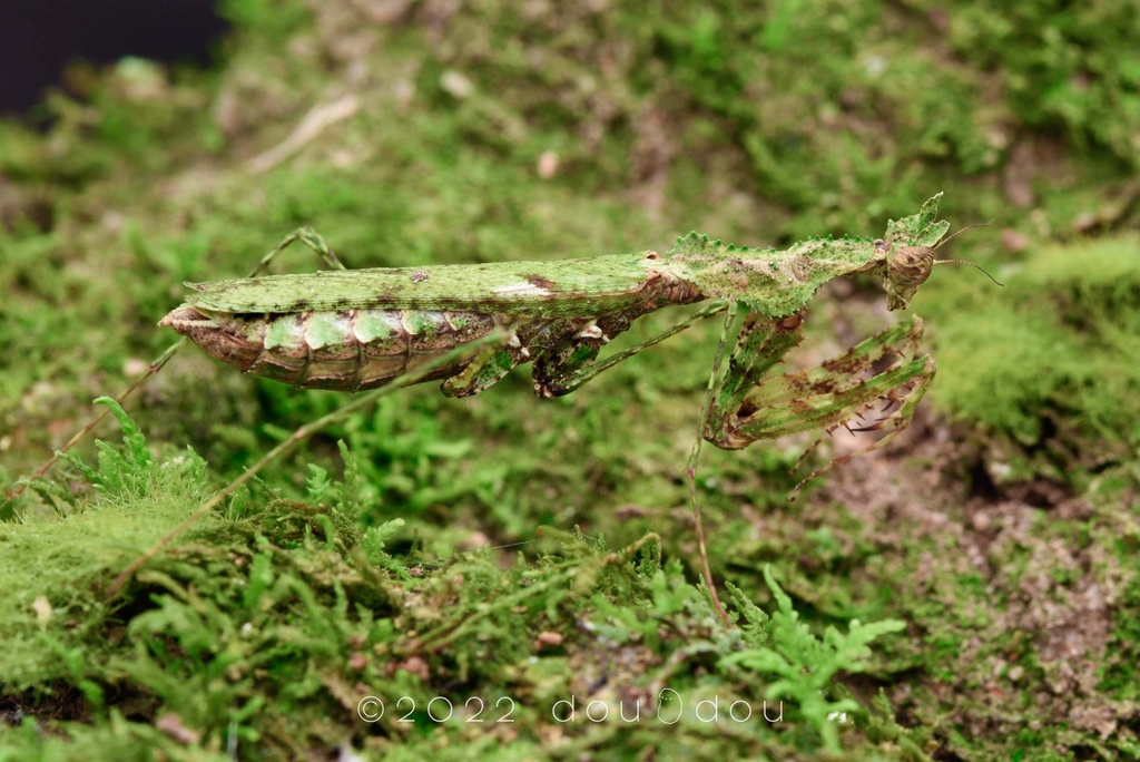 Haania vitalisi from 中国海南省五指山市五指山 on January 24, 2022 at 09:38 AM by ...