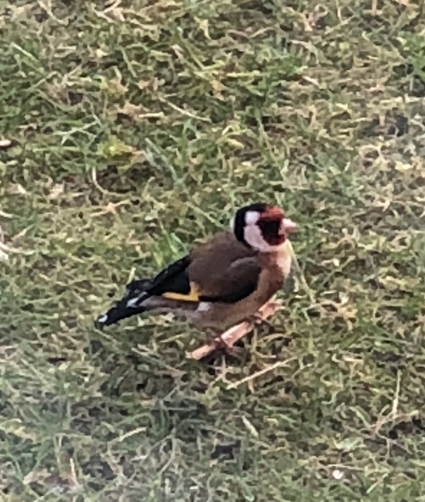 European Goldfinch from 62 Rylock Close, Warrington, England, GB on ...