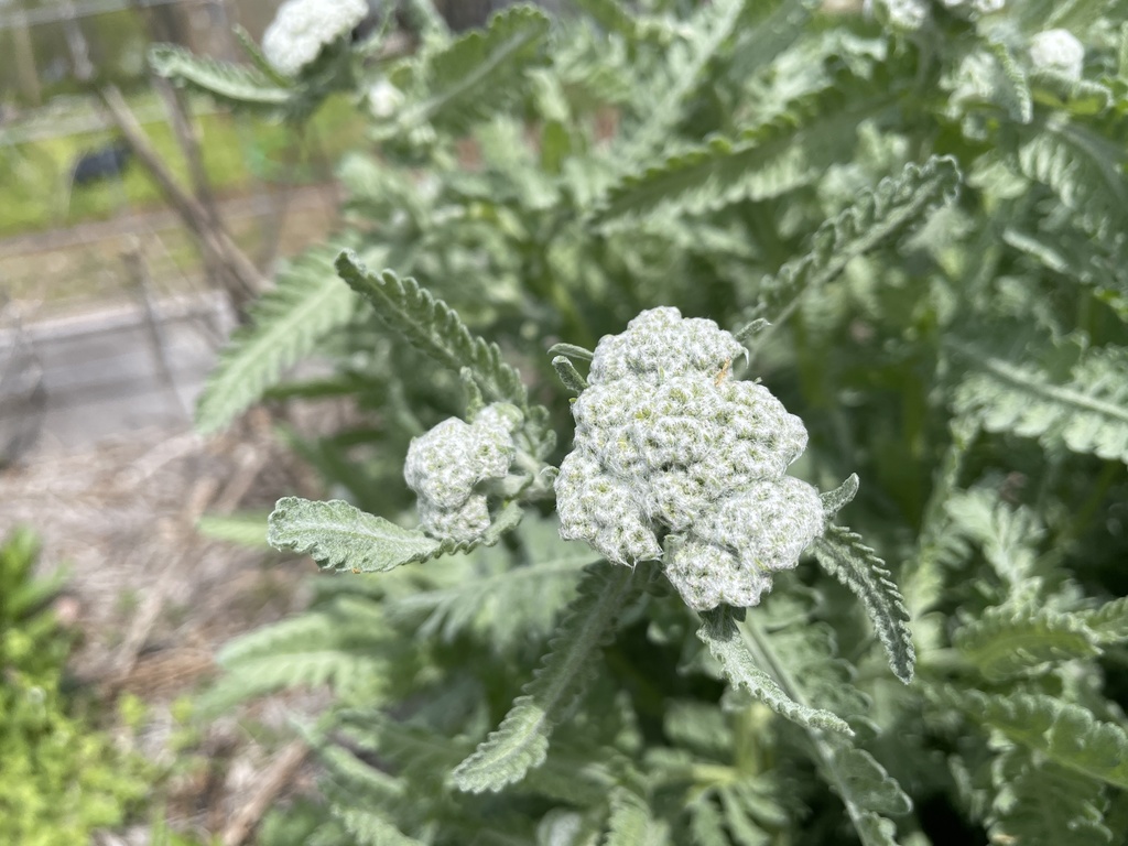 Achillea setacea from Haynes St, Nashville, TN, US on April 20, 2022 at ...
