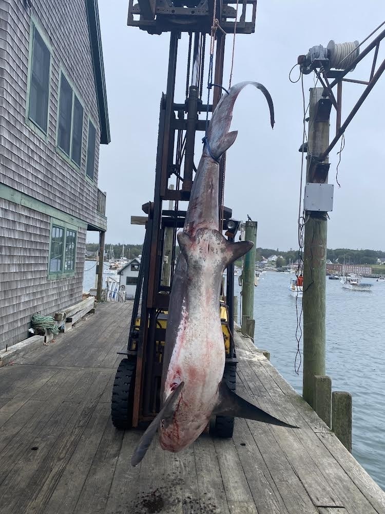 Thresher Shark in September 2021 by Tess Moore · iNaturalist