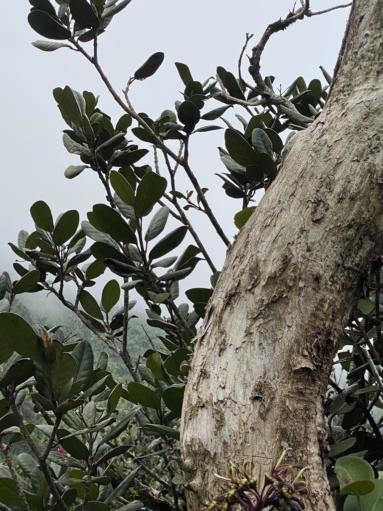 roble de sierra from El Yunque National Forest, Río Grande, Puerto Rico ...