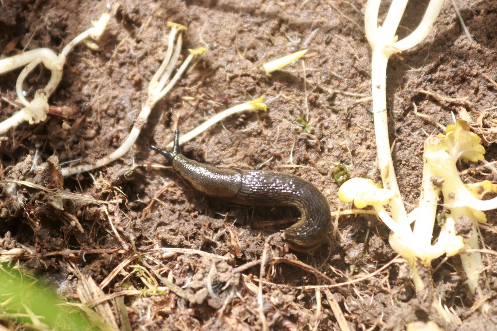 Dusky Slugs from Oil City, PA 16301, USA on May 5, 2022 at 01:44 PM by ...