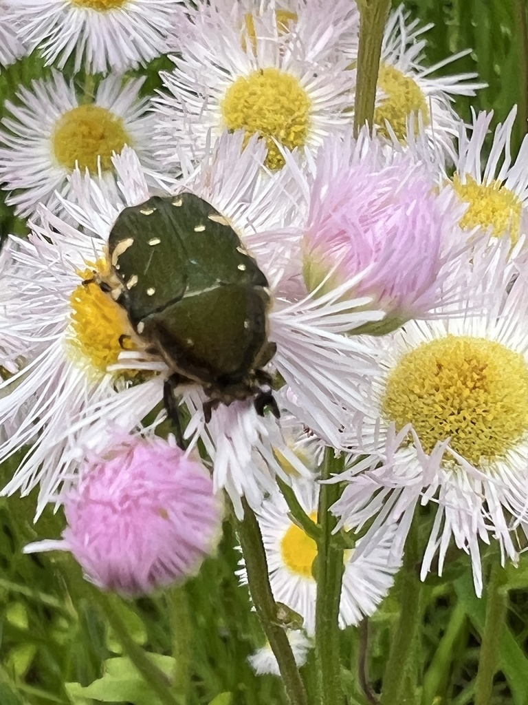 Blue Flower Chafer from 大角豆, つくば市, 茨城県, JP on May 6, 2022 at 11:40 AM ...