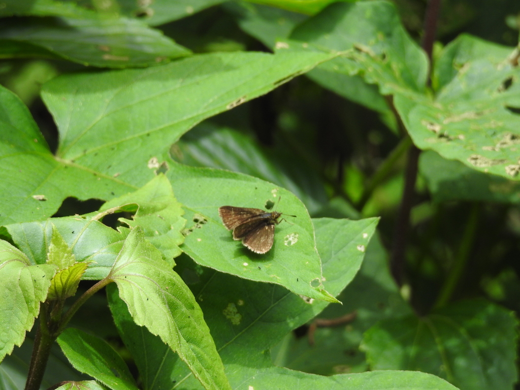 Pygmy Scrub Hopper from Kodaikanal, Tamil Nadu, India on August 1, 2021 ...
