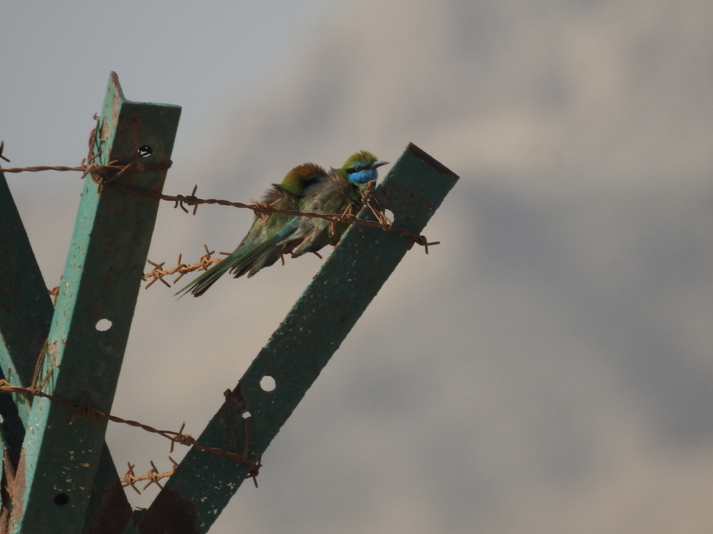 Arabian Green Bee-eater from Maleha - Sharjah - Emiratos Árabes Unidos ...